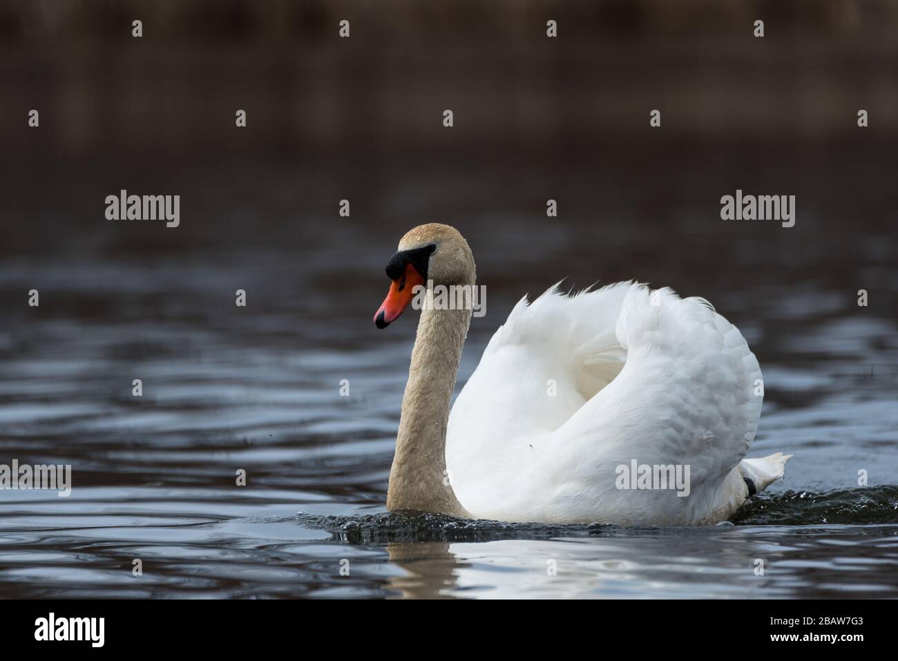 Curled Wings In Shape Of Heart High Resolution Stock Photography and ...