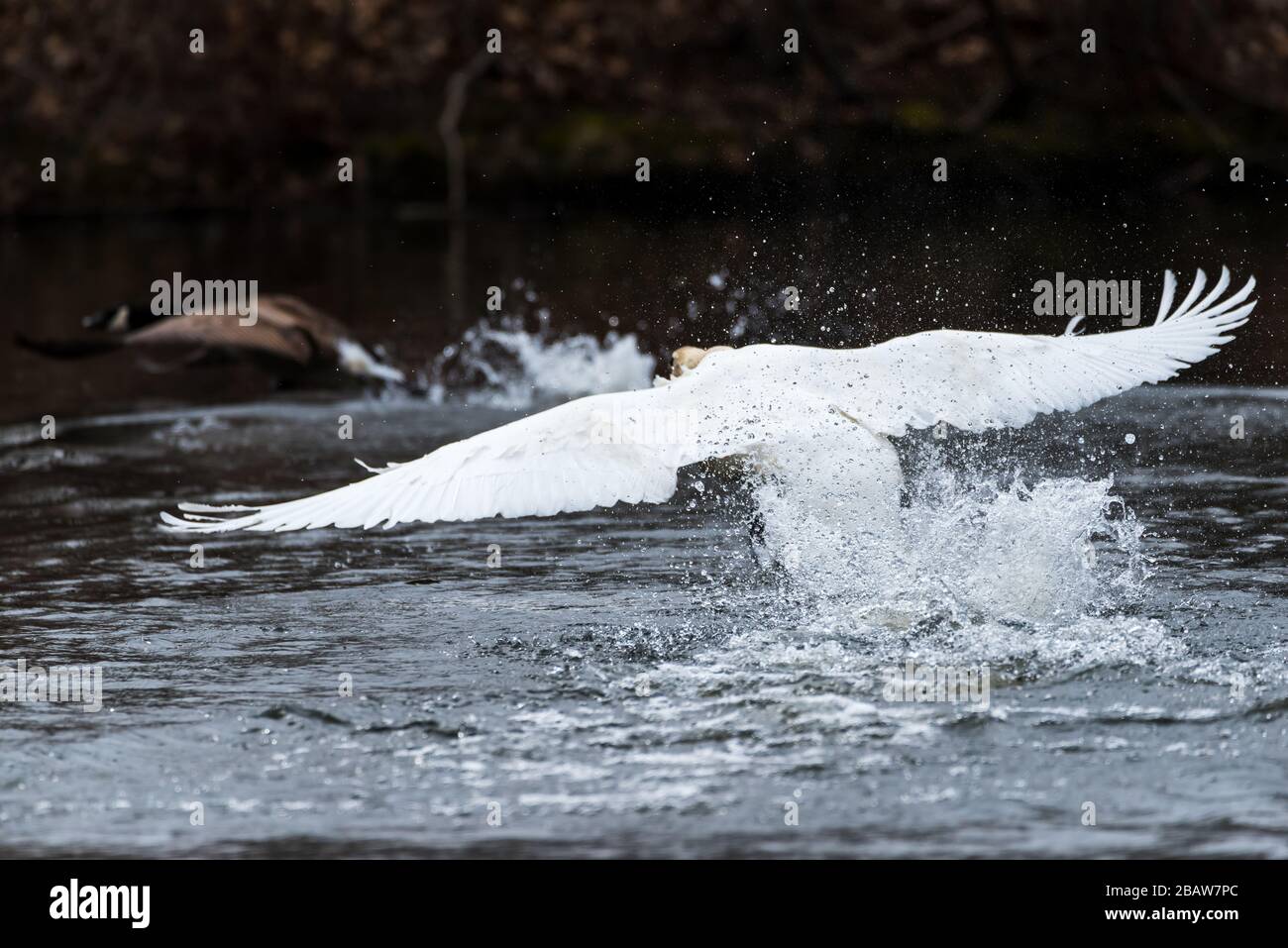 Mute Swan splashing water as he aggressively chases a Canada Goose ...