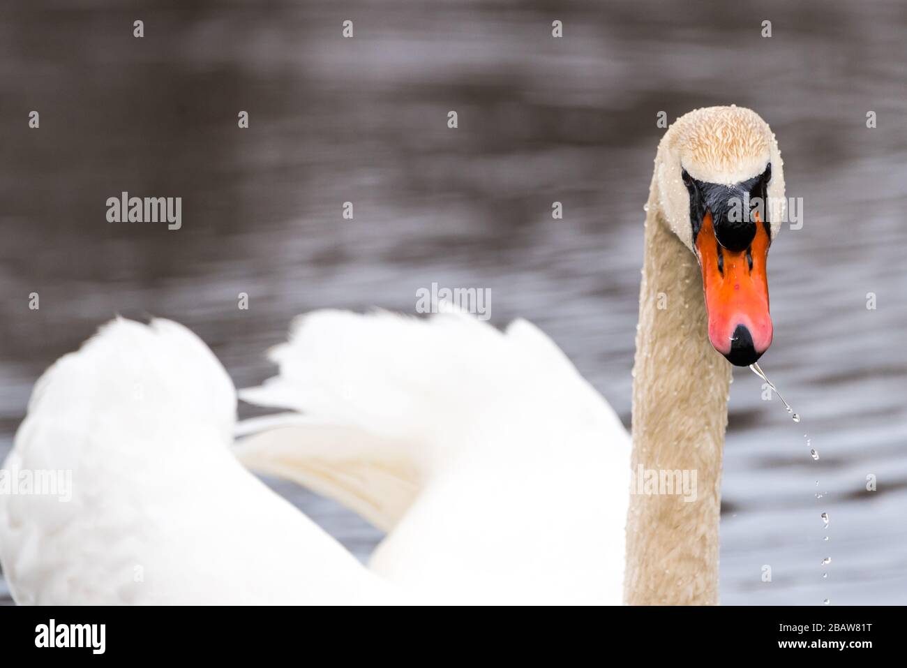 Curled wings in shape of heart hi-res stock photography and images - Alamy