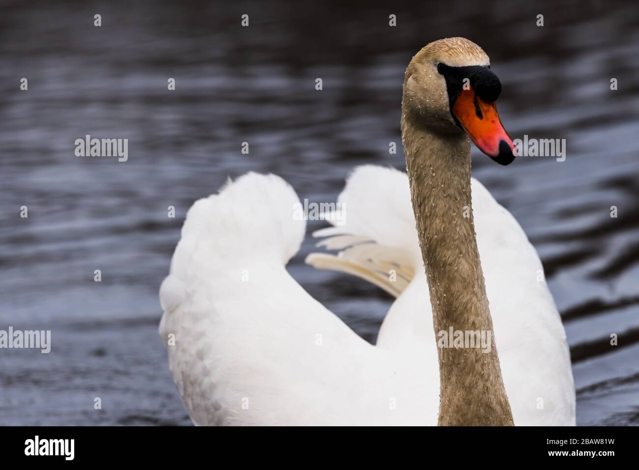 Curled wings in shape of heart hi-res stock photography and images - Alamy