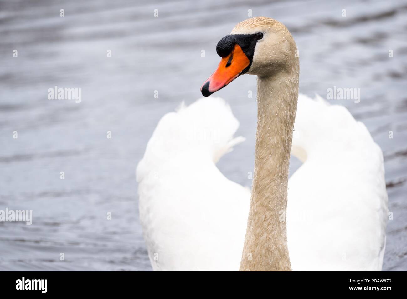 Curled wings in shape of heart hi-res stock photography and images - Alamy