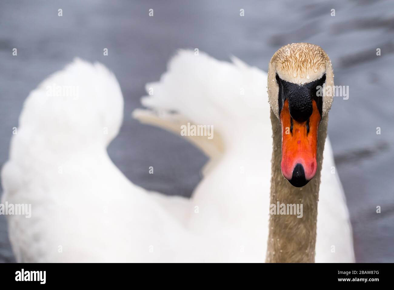 Curled wings in shape of heart hi-res stock photography and images - Alamy