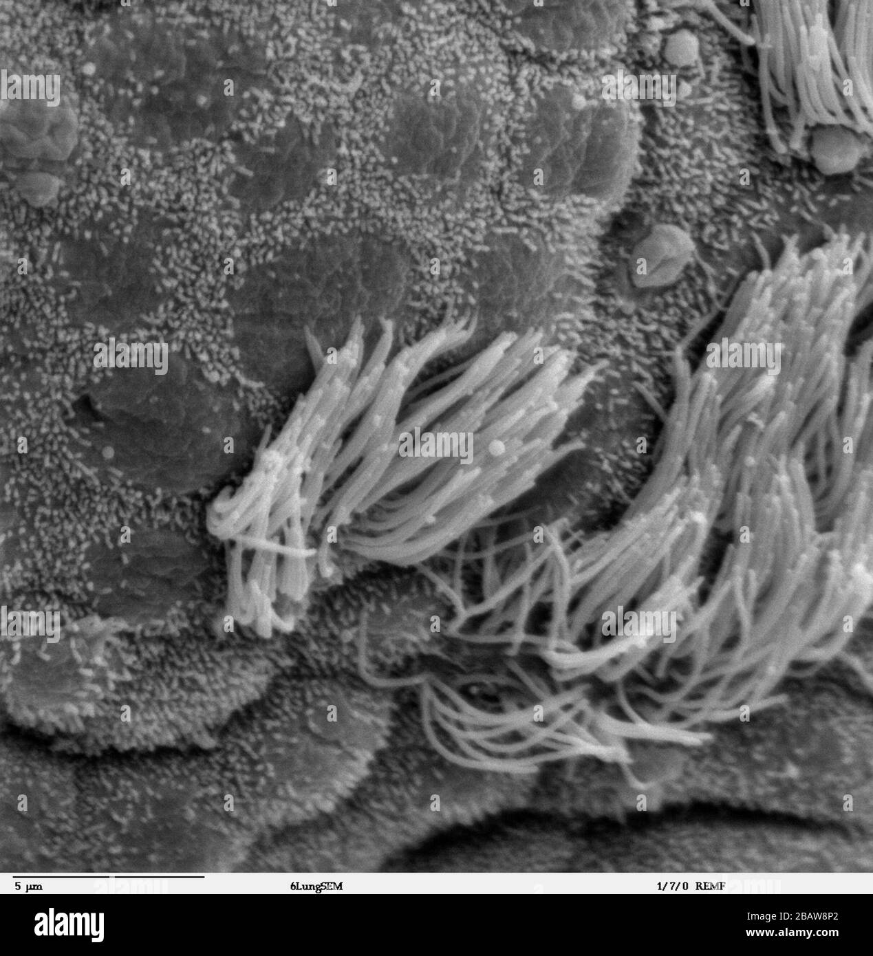 Ciliated Cell High Resolution Stock Photography and Images - Alamy