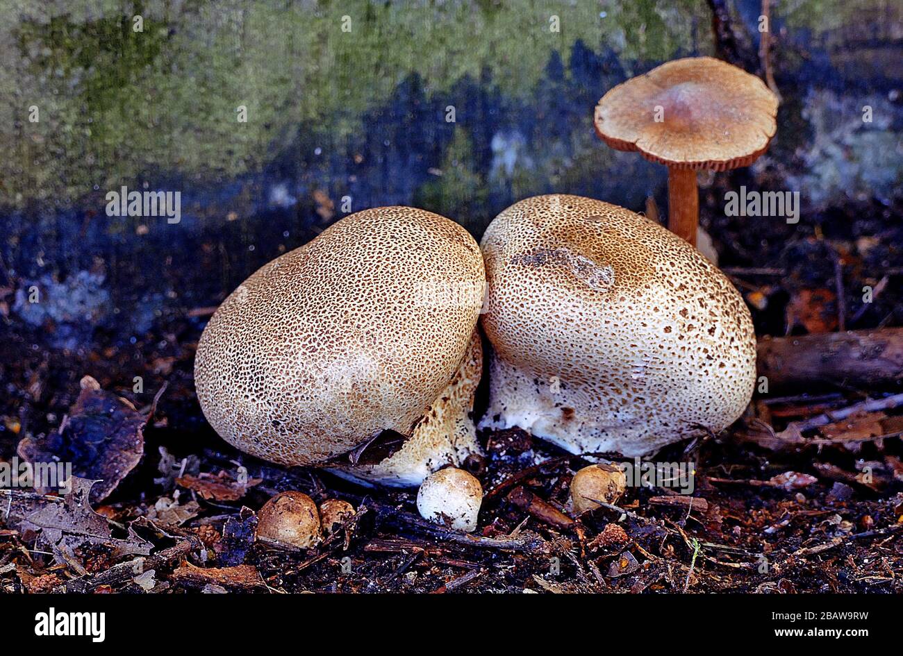 Species of the puffball family hi-res stock photography and images - Alamy