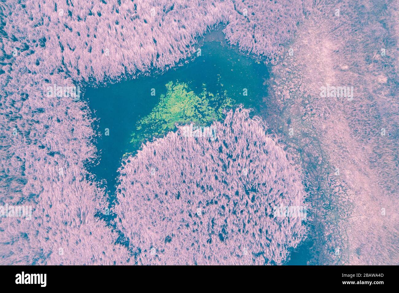 Sedge texture in spring. Top view of a sedge overgrown lake. Nature ...