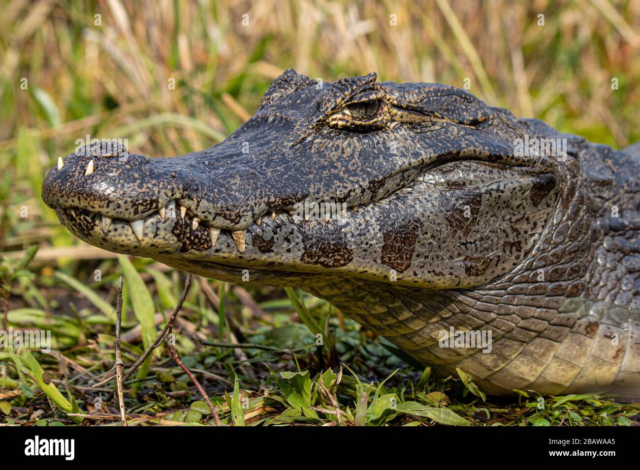 Caiman, Ibera National Park, Argentina Stock Photo - Alamy