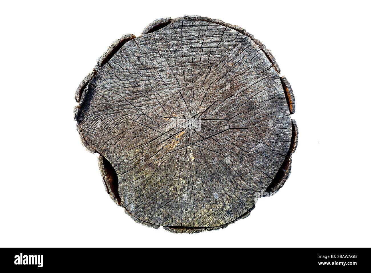 White Oak Tree Rings