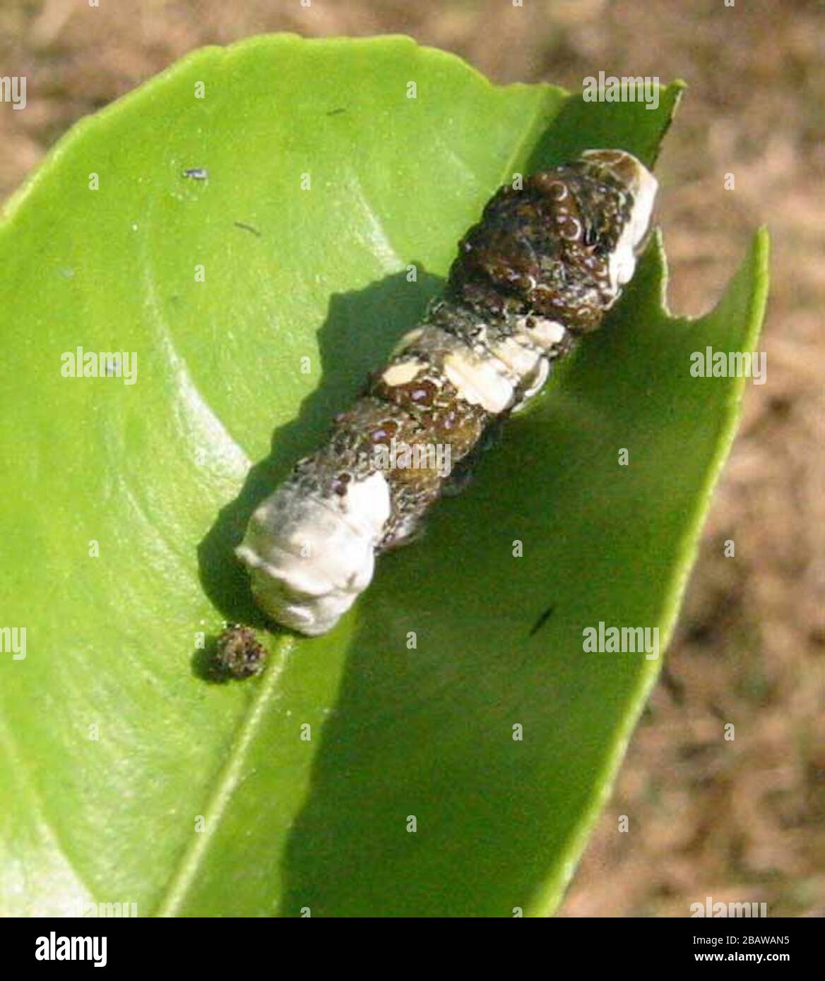 Bird Poop Caterpillar