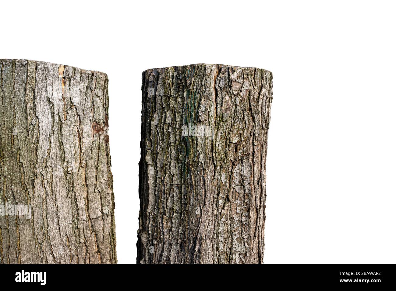 Two old tree trunks standing in a row, isolated on white background ...
