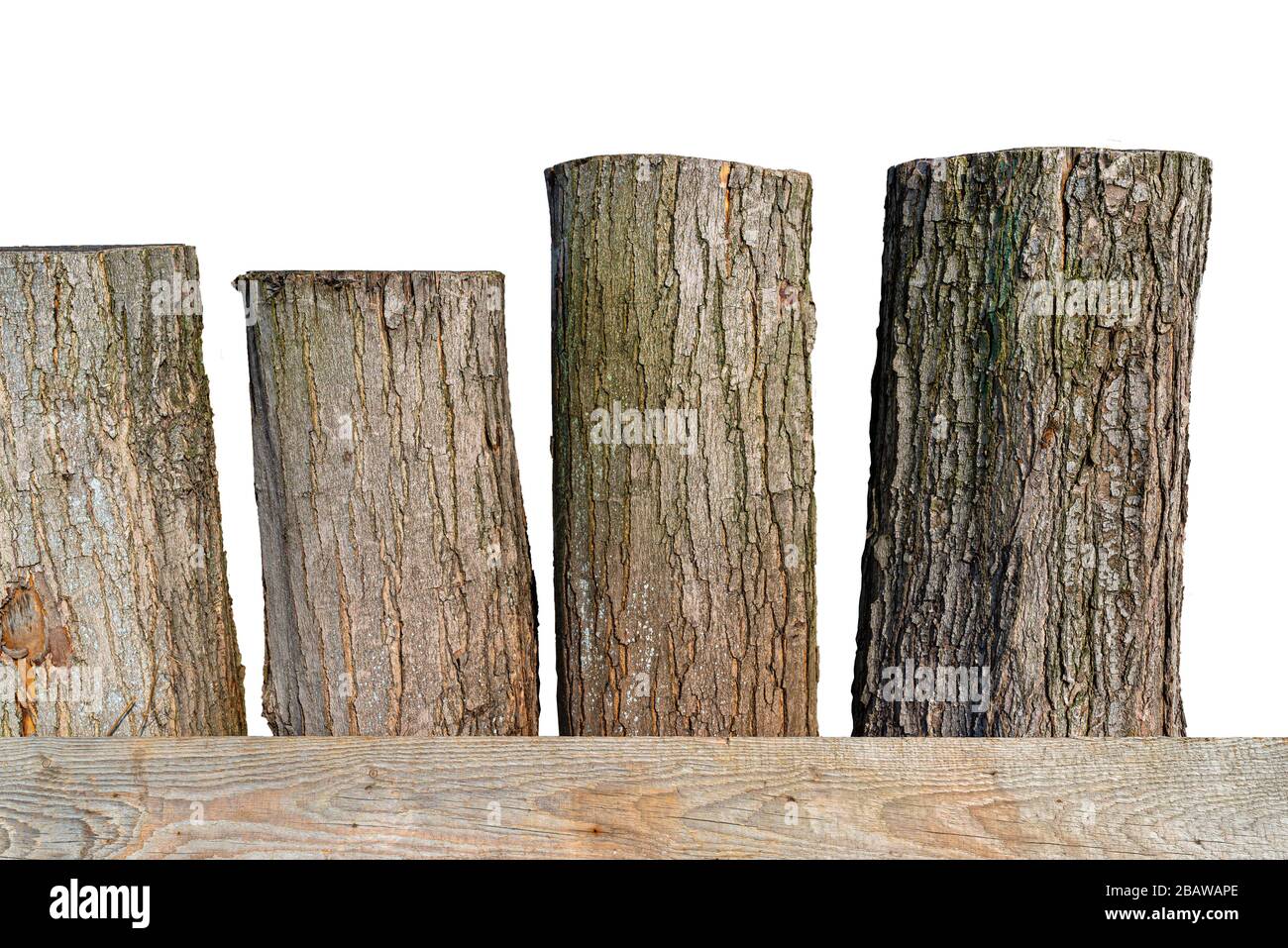 Four old tree trunks standing in a row on a wooden board, isolated on ...