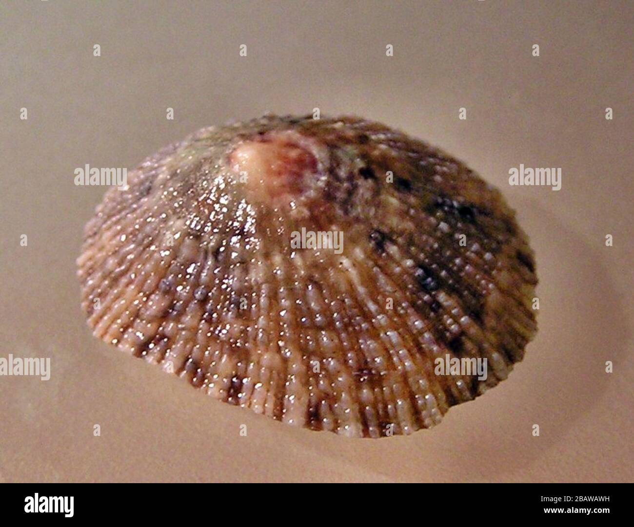 Cellana hi-res stock photography and images - Alamy