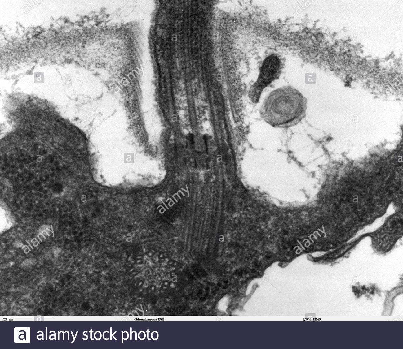 Flagellar High Resolution Stock Photography and Images - Alamy