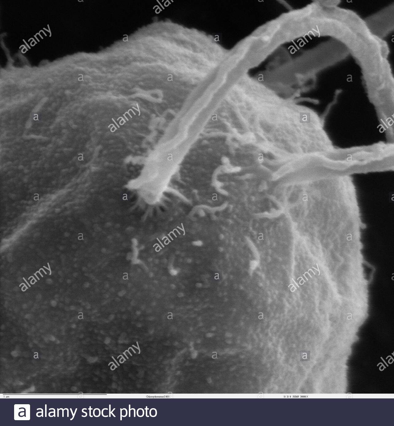 Flagellar High Resolution Stock Photography and Images - Alamy
