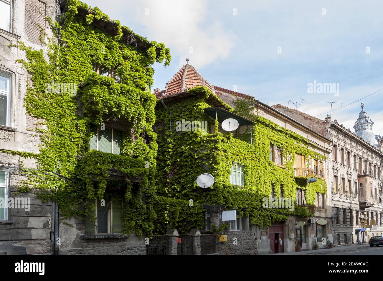 House covered with common ivy (hedera helix Stock Photo - Alamy