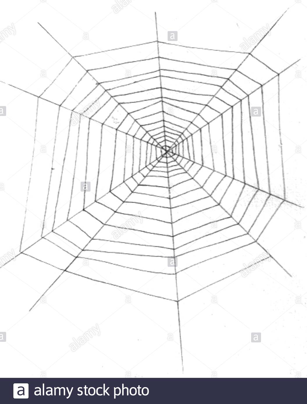 Cobweb Drawing Stock Photos & Cobweb Drawing Stock Images - Alamy