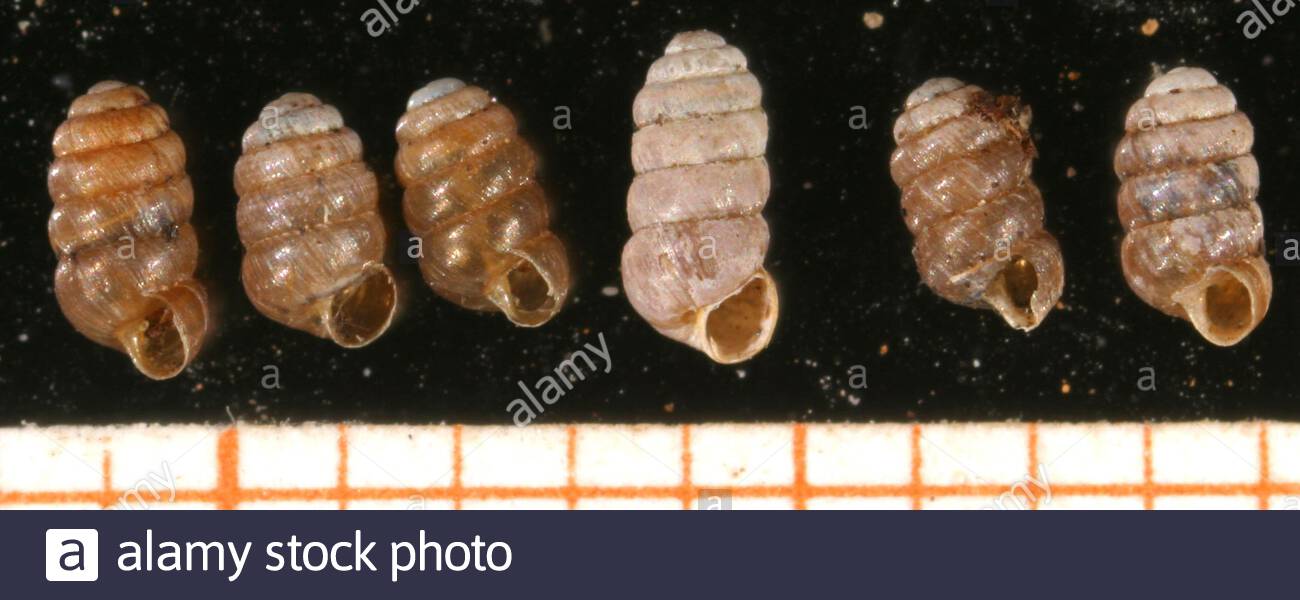 Columella Stock Photos & Columella Stock Images - Alamy