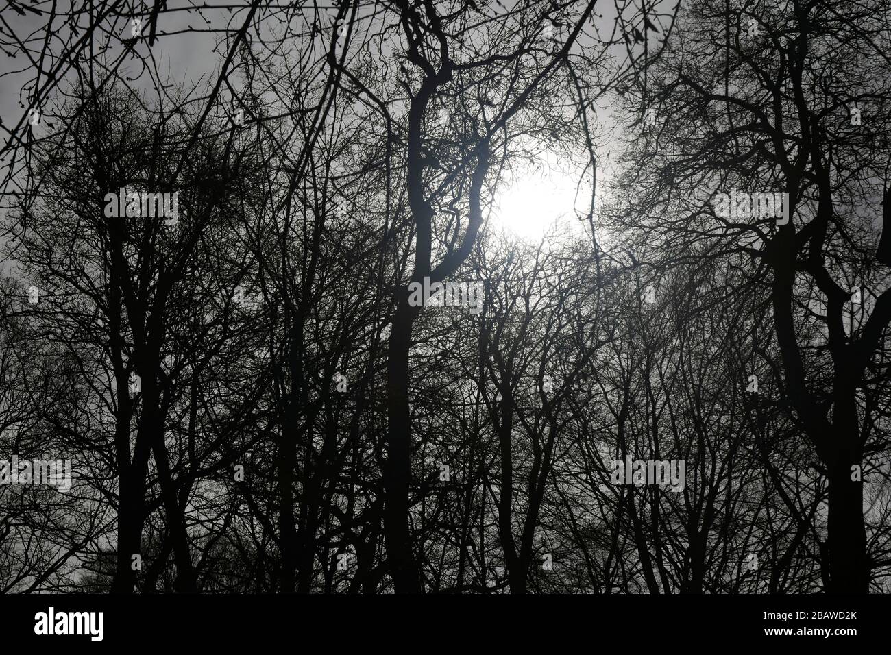winter sun through the trees Stock Photo - Alamy