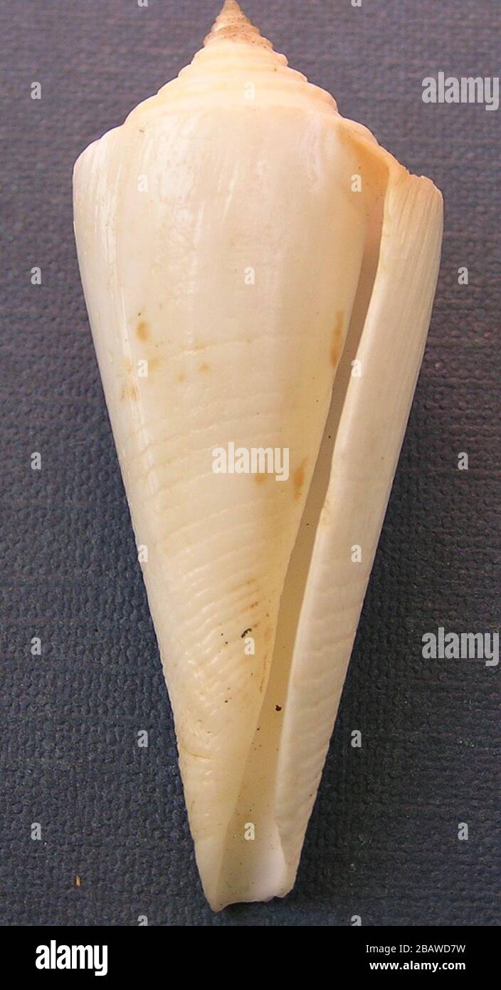 Conidae hi-res stock photography and images - Alamy