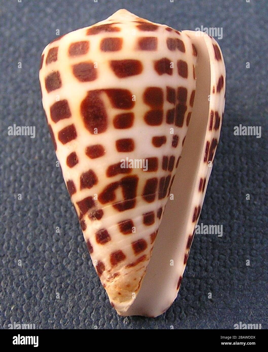 Conus eburneus hi-res stock photography and images - Alamy