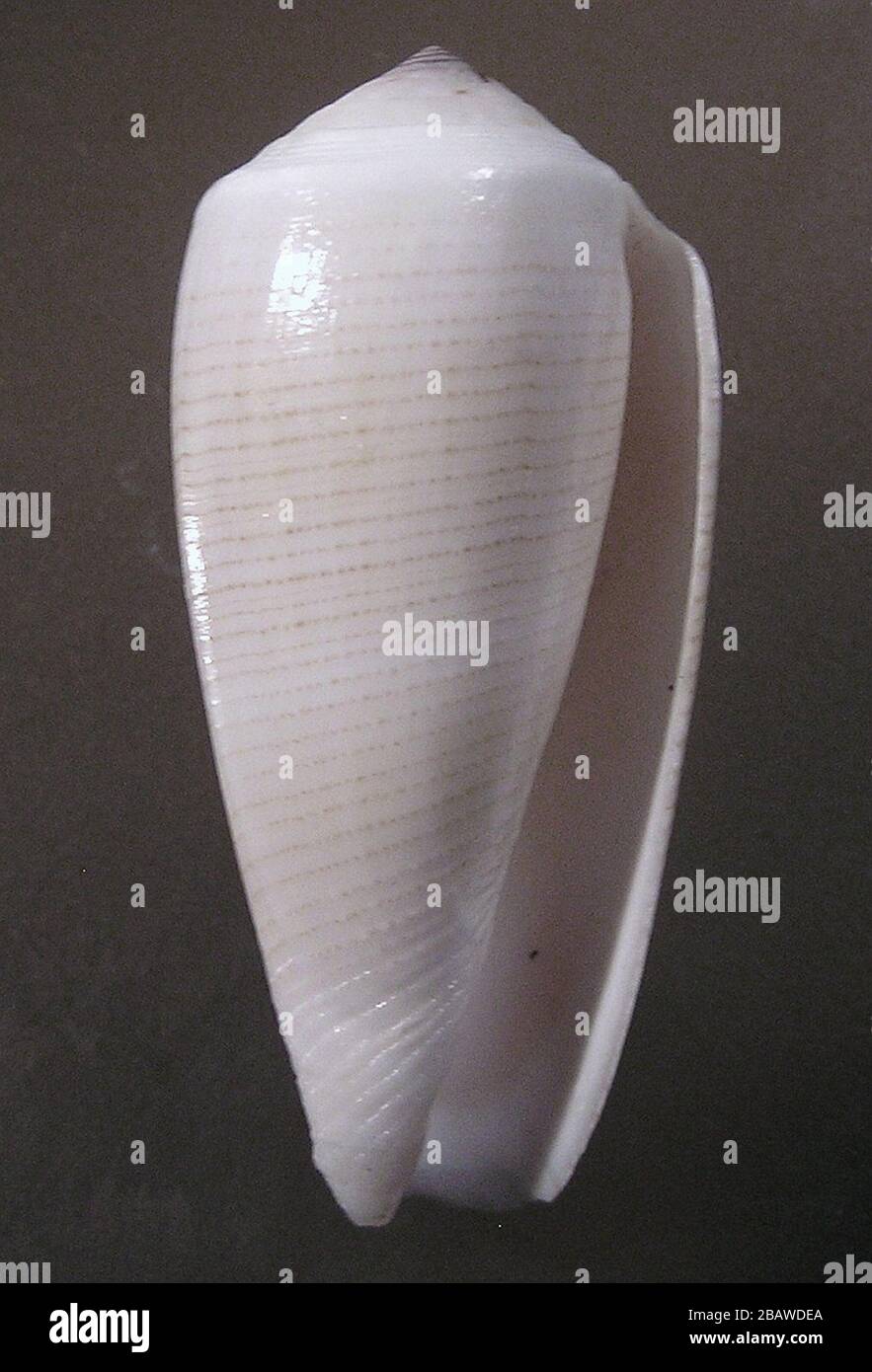 Conus magus hi-res stock photography and images - Alamy