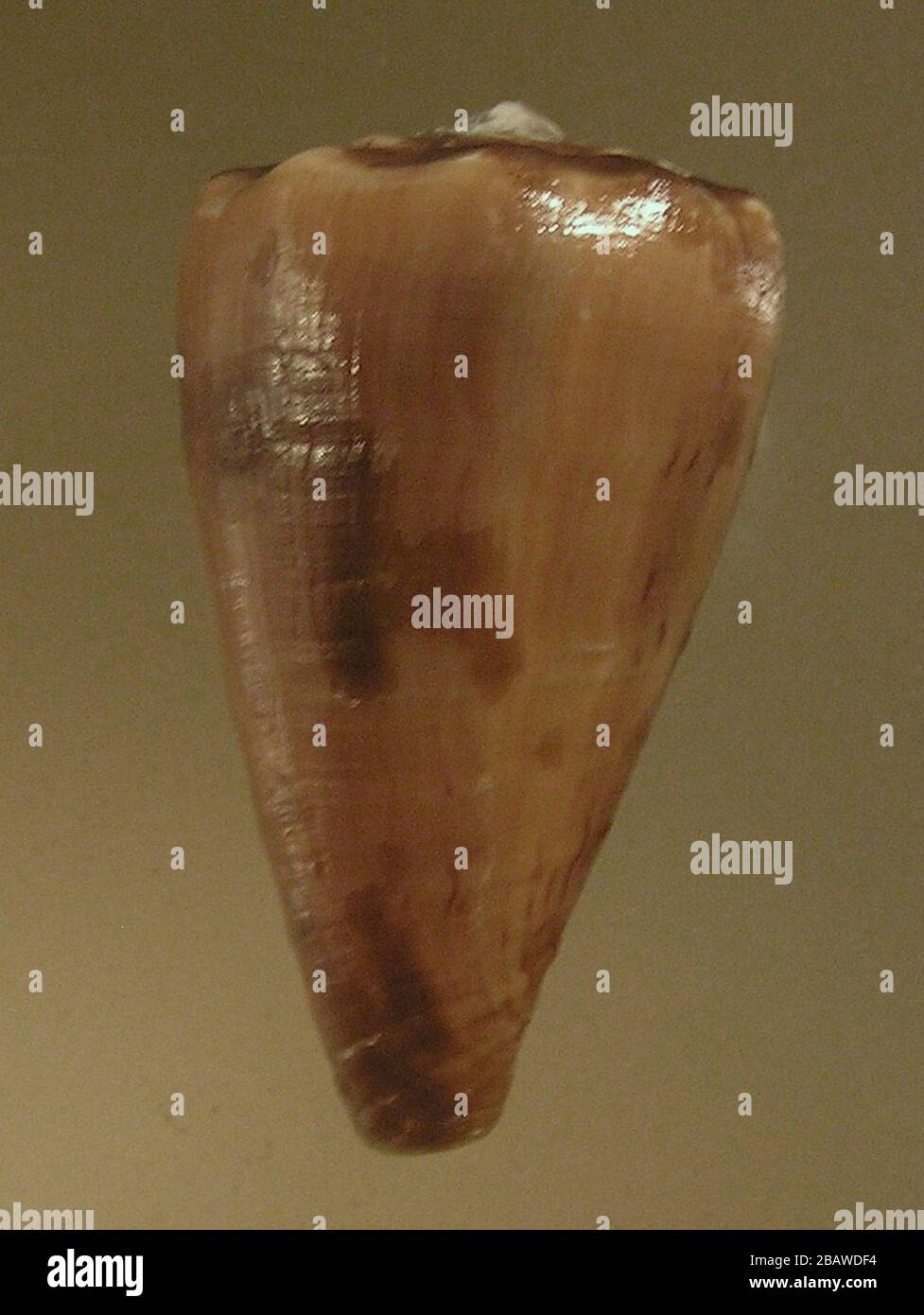 Conidae hi-res stock photography and images - Alamy