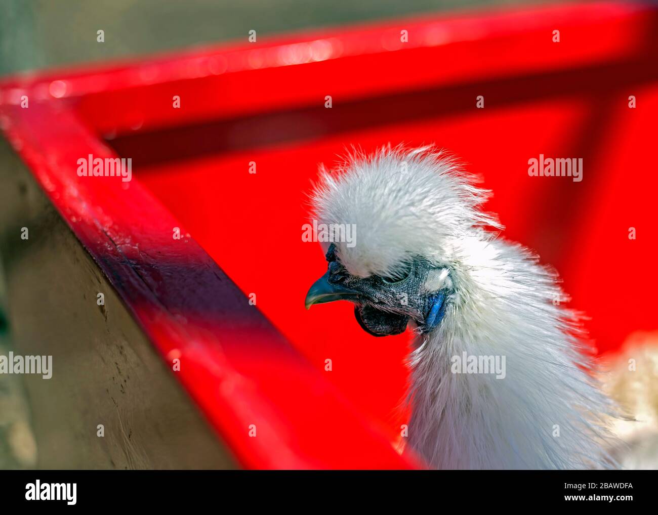Fancy chicken hi-res stock photography and images - Alamy