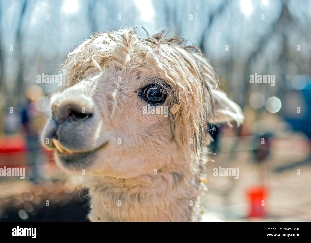 Wooly alpaca hi-res stock photography and images - Alamy