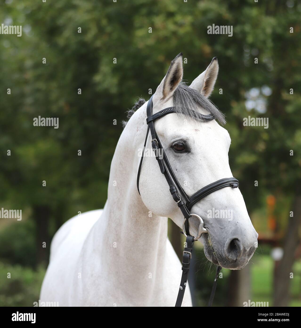 Grey Thoroughbred Stallion