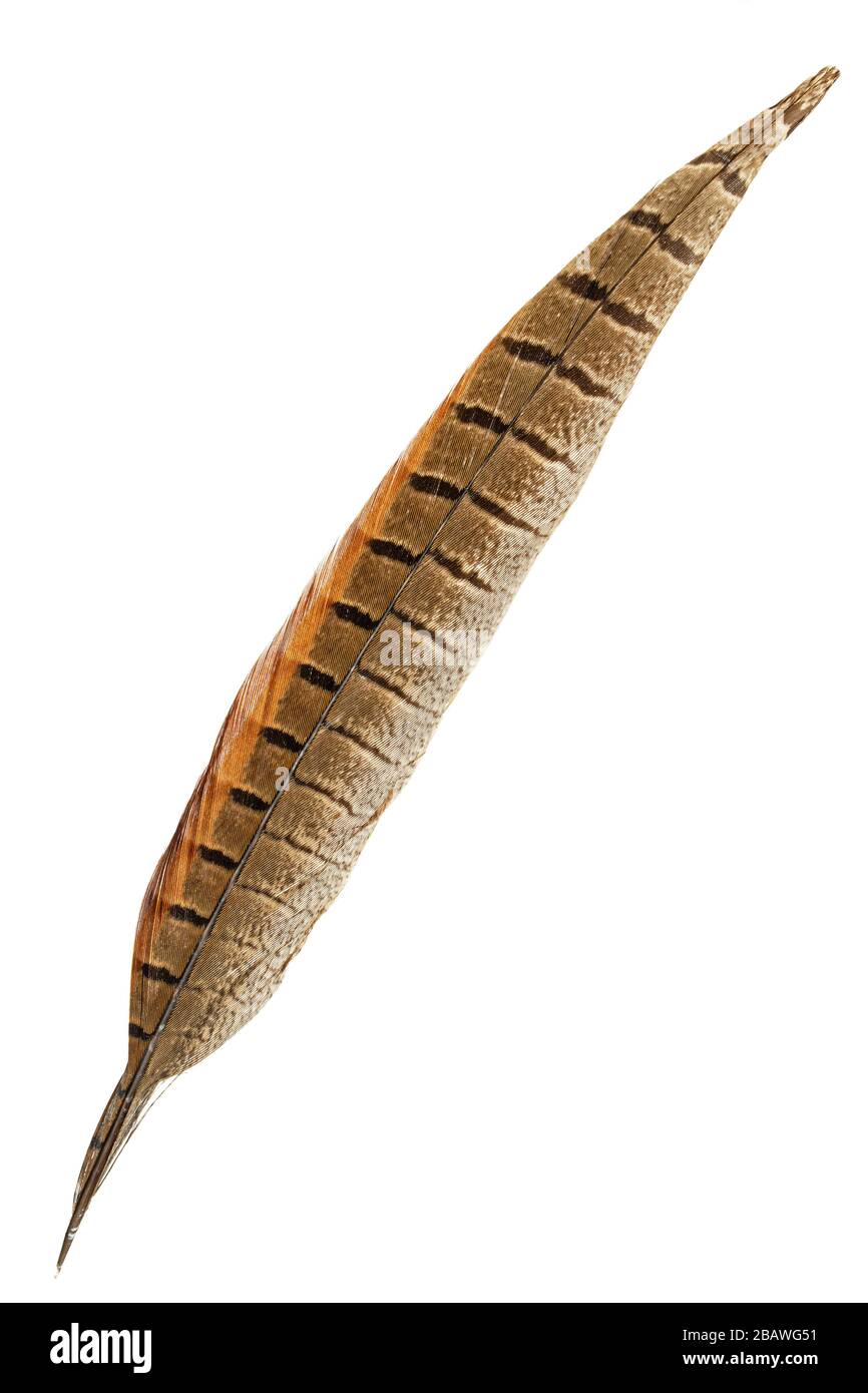 Feather bird isolated on a white background Stock Photo - Alamy