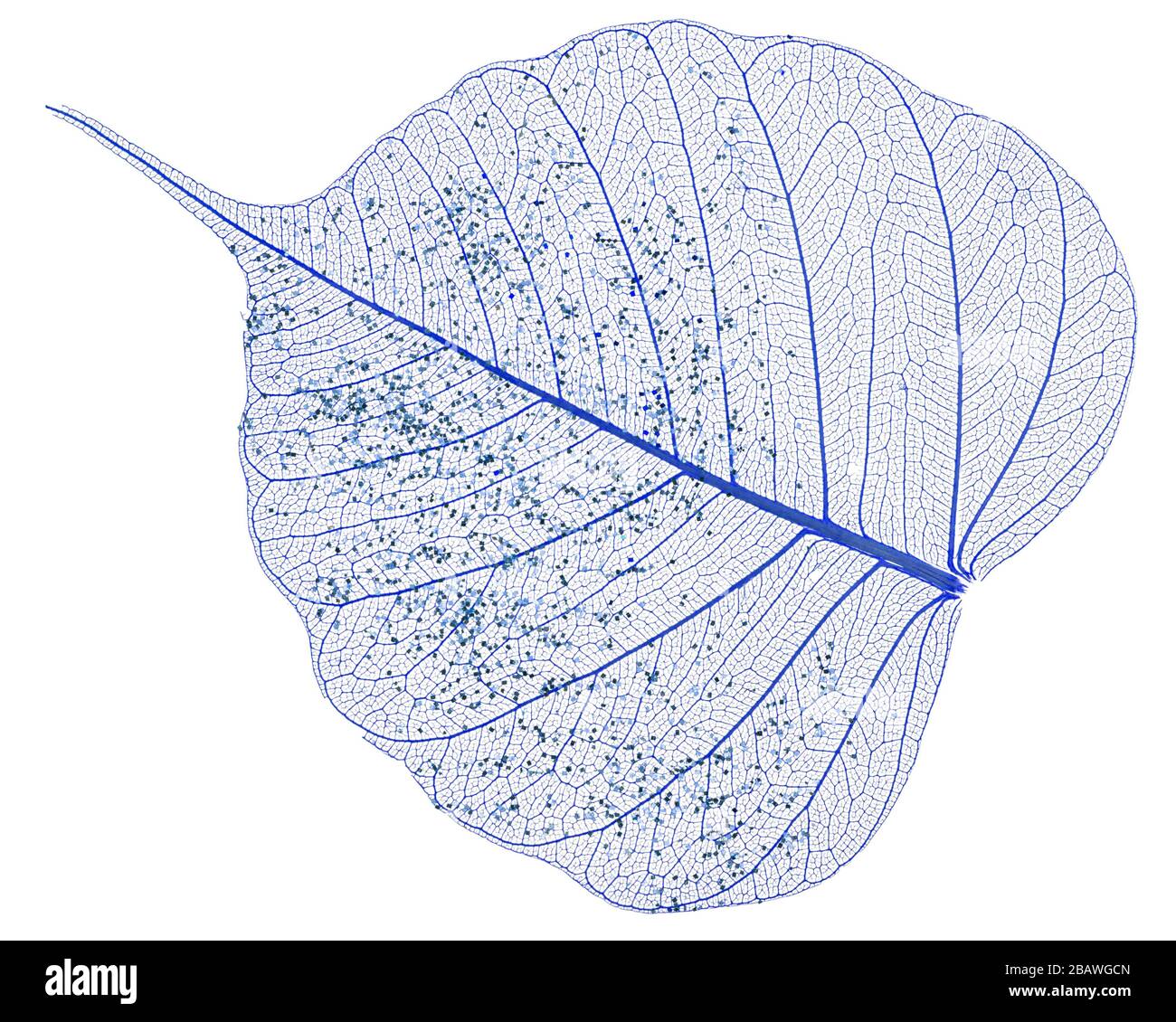 Skeletal leaf texture hi-res stock photography and images - Alamy