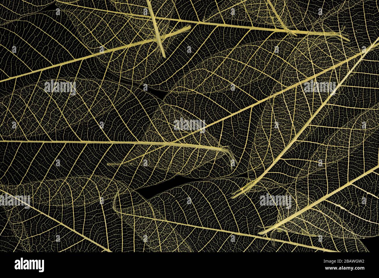 Background from skeletonized leaves isolated on black Stock Photo - Alamy