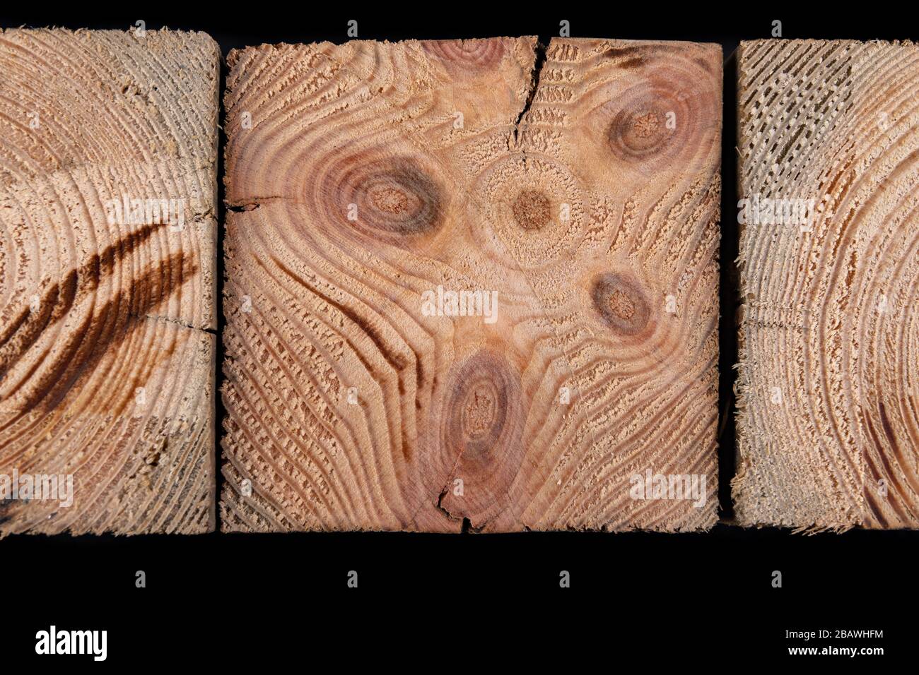 Cross Section Of Pine Wood