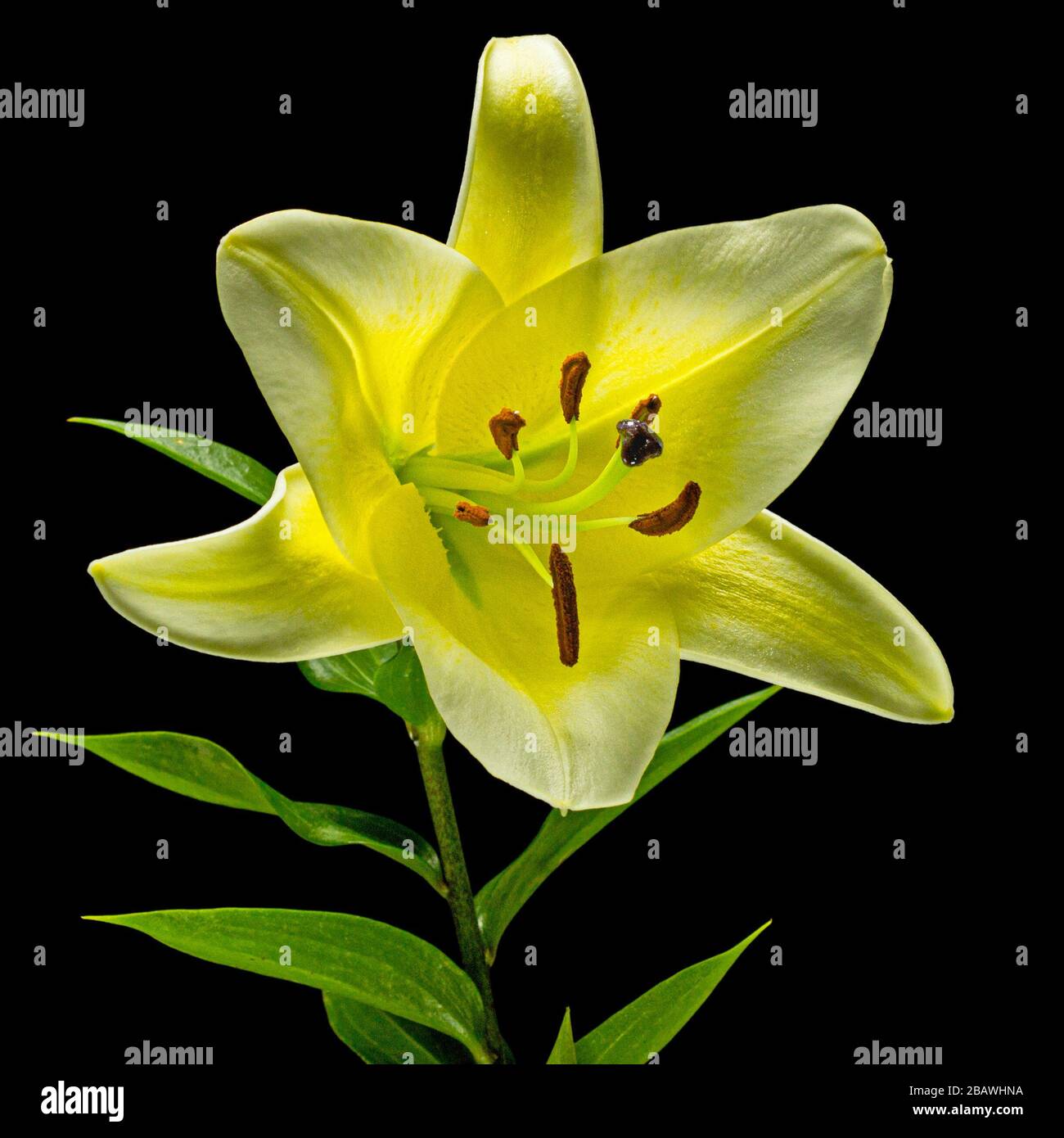 Big yellow flower of brindle lily, isolated on black background Stock ...