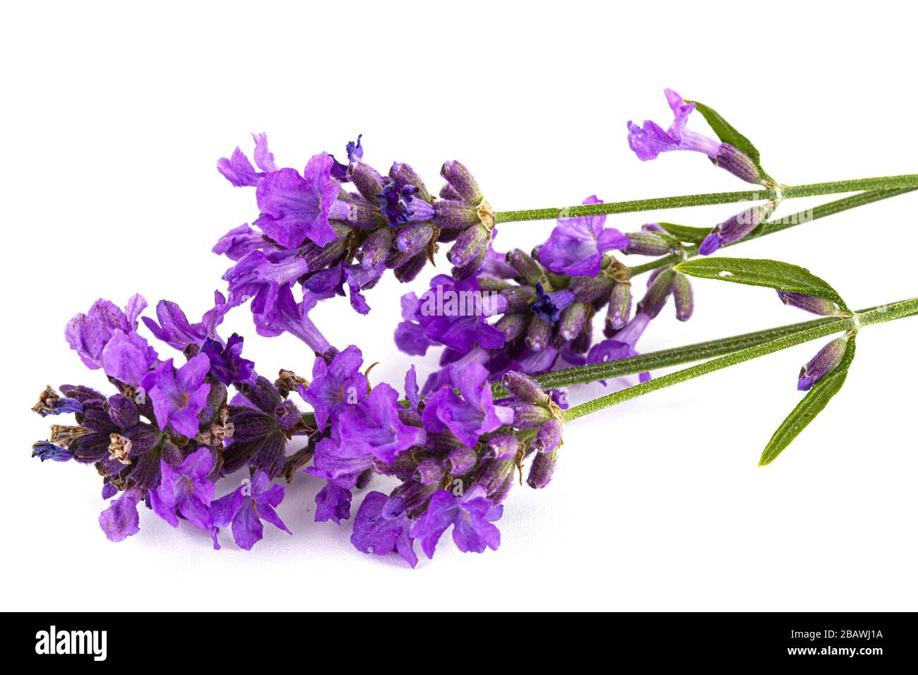 Flowers of violet lavender, isolated on white background Stock Photo ...