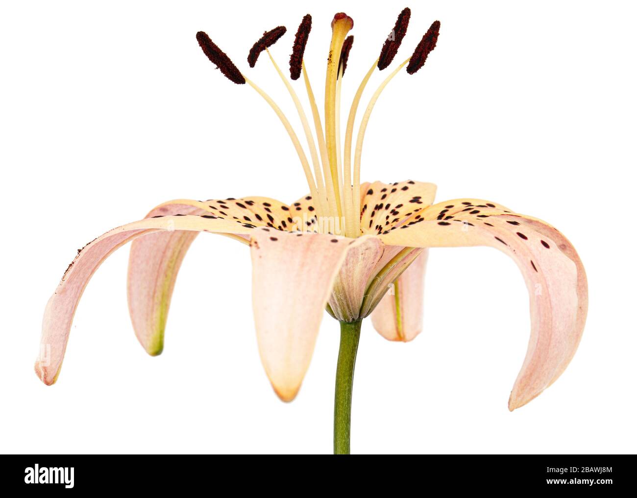 Flower of asian lily, isolated on white background Stock Photo - Alamy