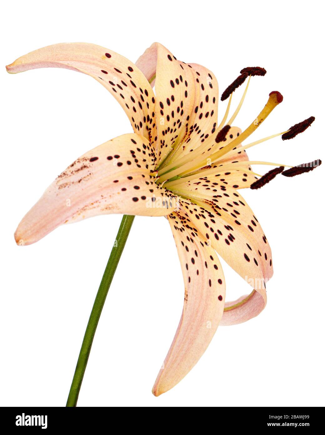 Flower of asian lily, isolated on white background Stock Photo - Alamy
