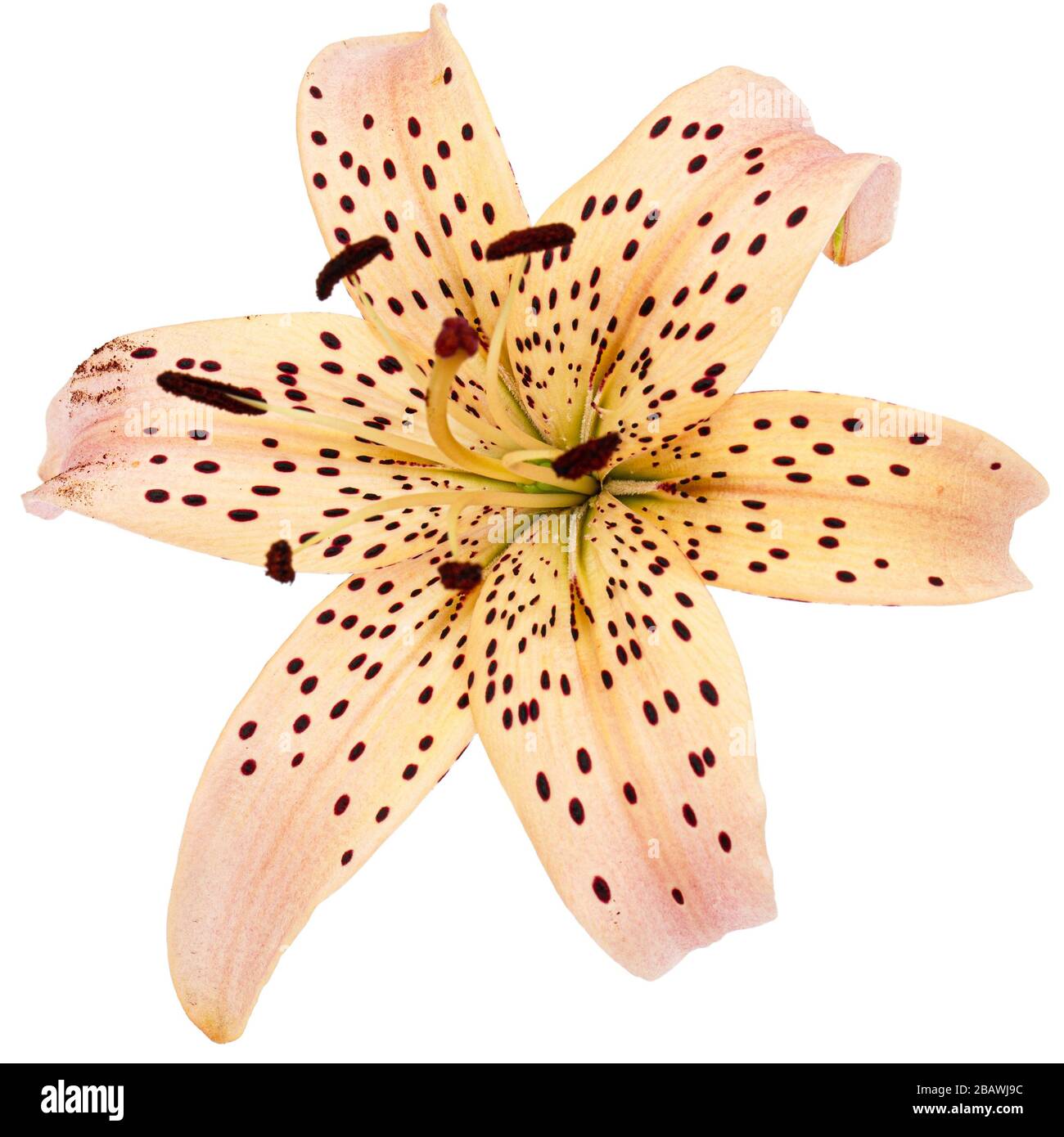 Flower of asian lily, isolated on white background Stock Photo - Alamy