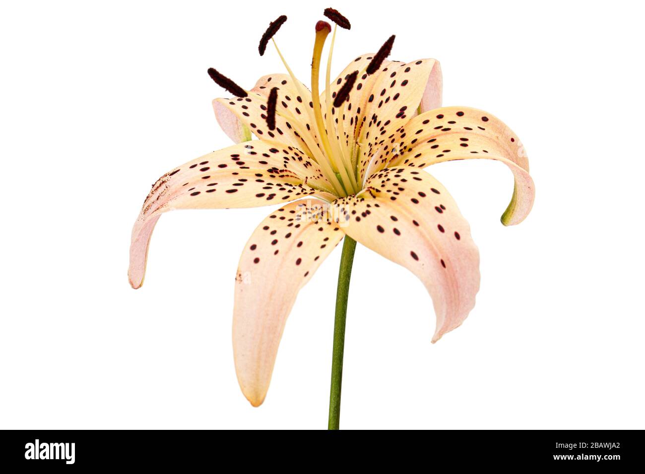 Flower of asian lily, isolated on white background Stock Photo - Alamy