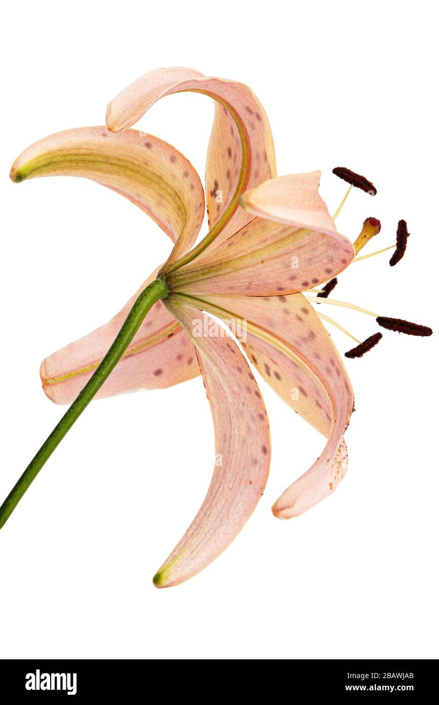 Flower of asian lily, isolated on white background Stock Photo - Alamy