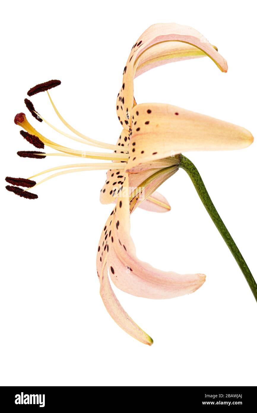 Flower of asian lily, isolated on white background Stock Photo - Alamy