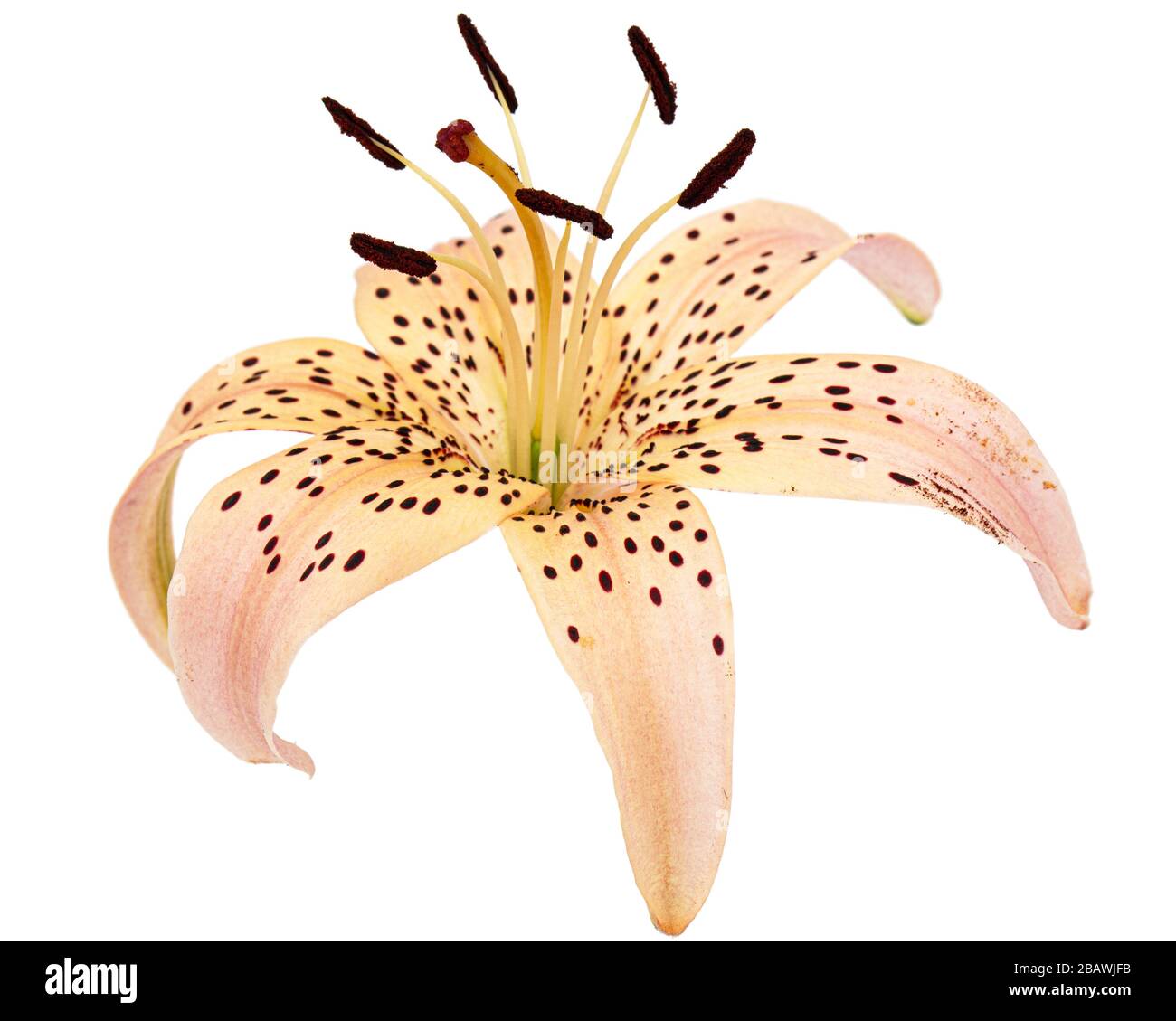Flower of asian lily, isolated on white background Stock Photo - Alamy