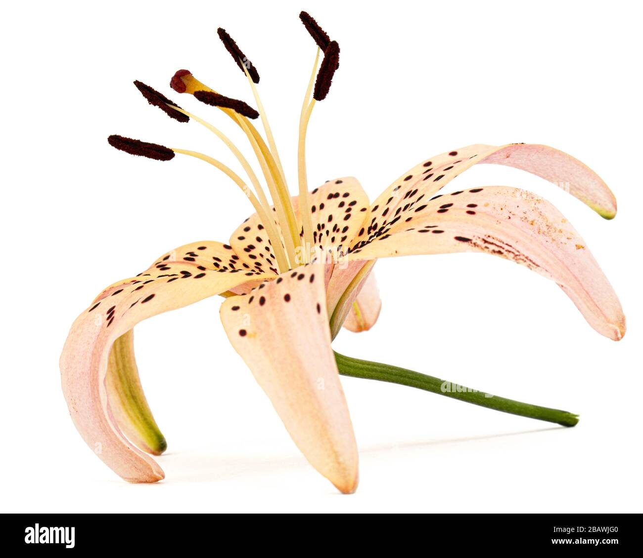Flower of asian lily, isolated on white background Stock Photo - Alamy