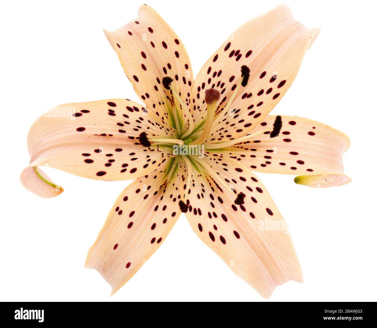 Flower of asian lily, isolated on white background Stock Photo - Alamy