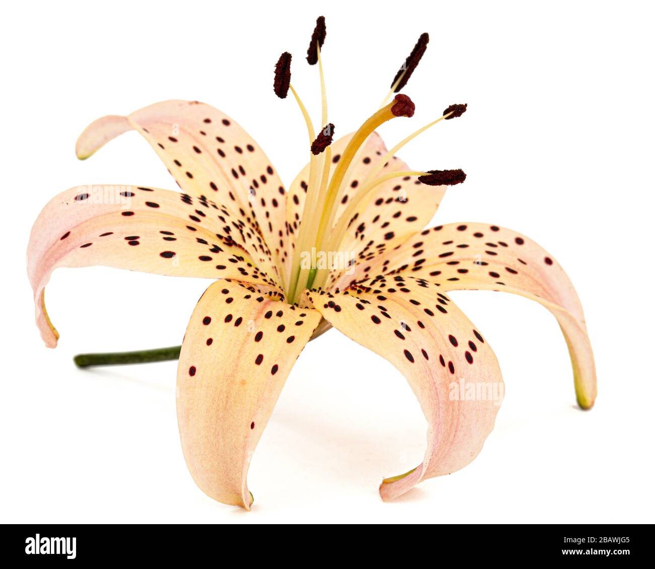 Flower of asian lily, isolated on white background Stock Photo - Alamy
