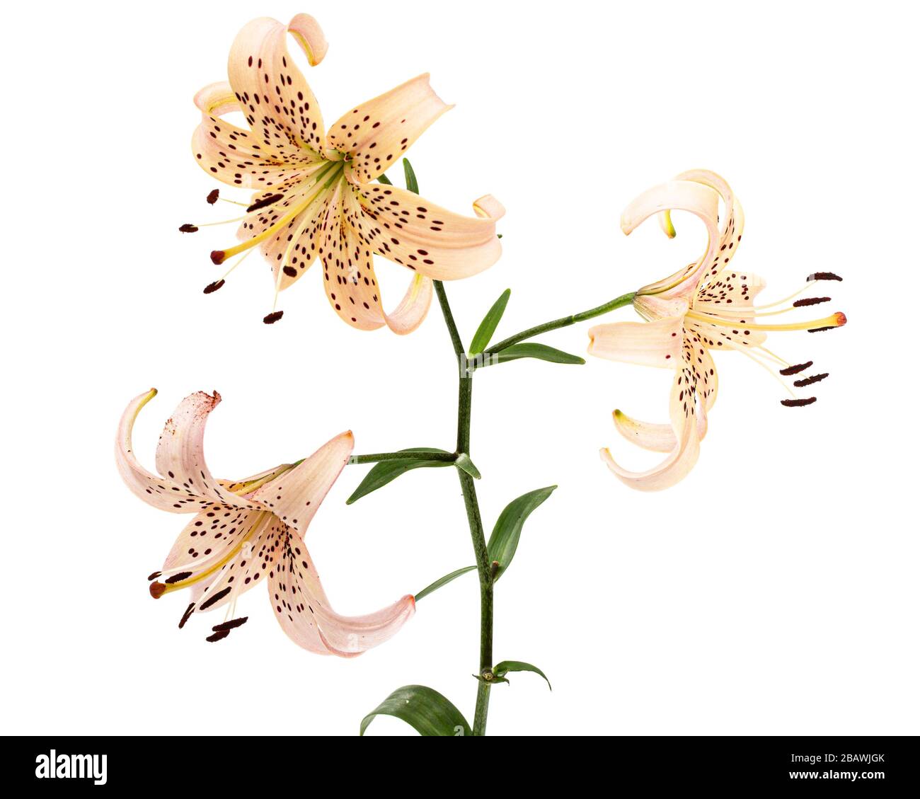 Flowers of asian lily, isolated on white background Stock Photo - Alamy