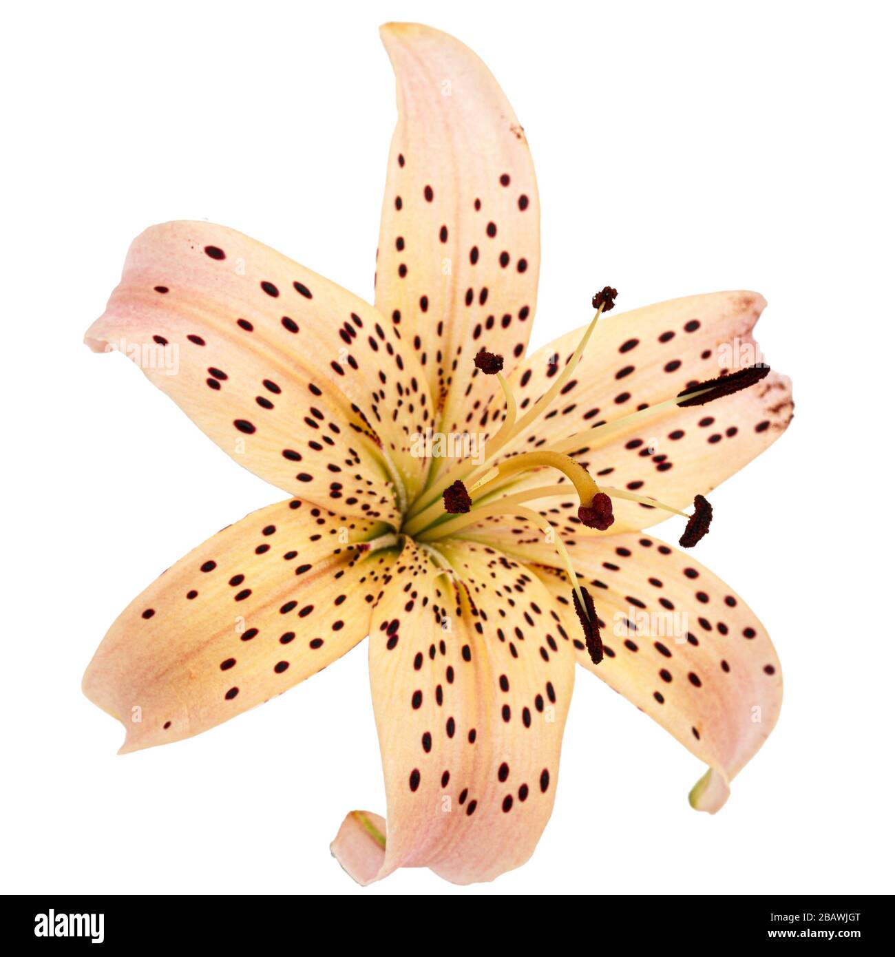 Flower of asian lily, isolated on white background Stock Photo - Alamy