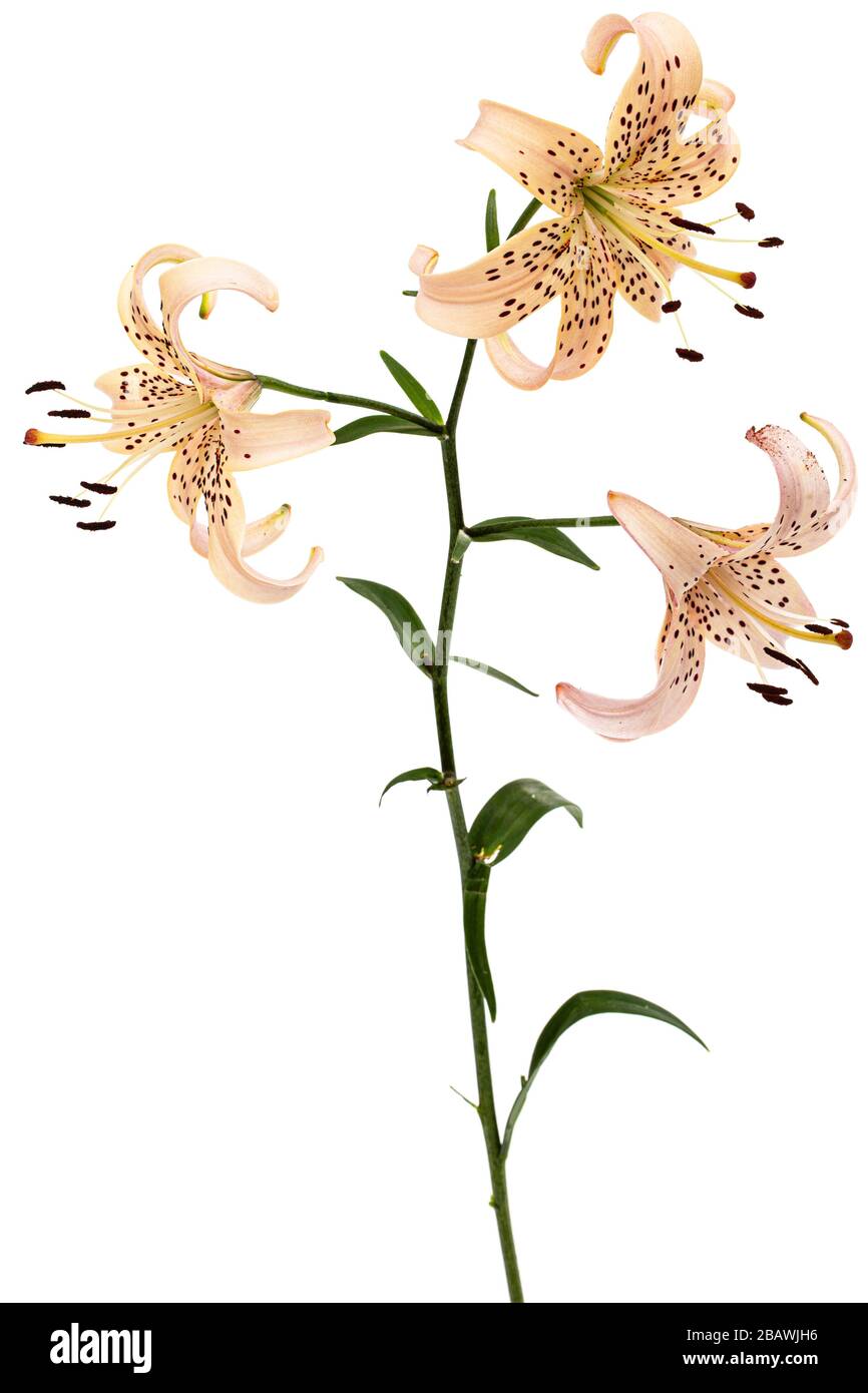 Flowers of asian lily, isolated on white background Stock Photo - Alamy