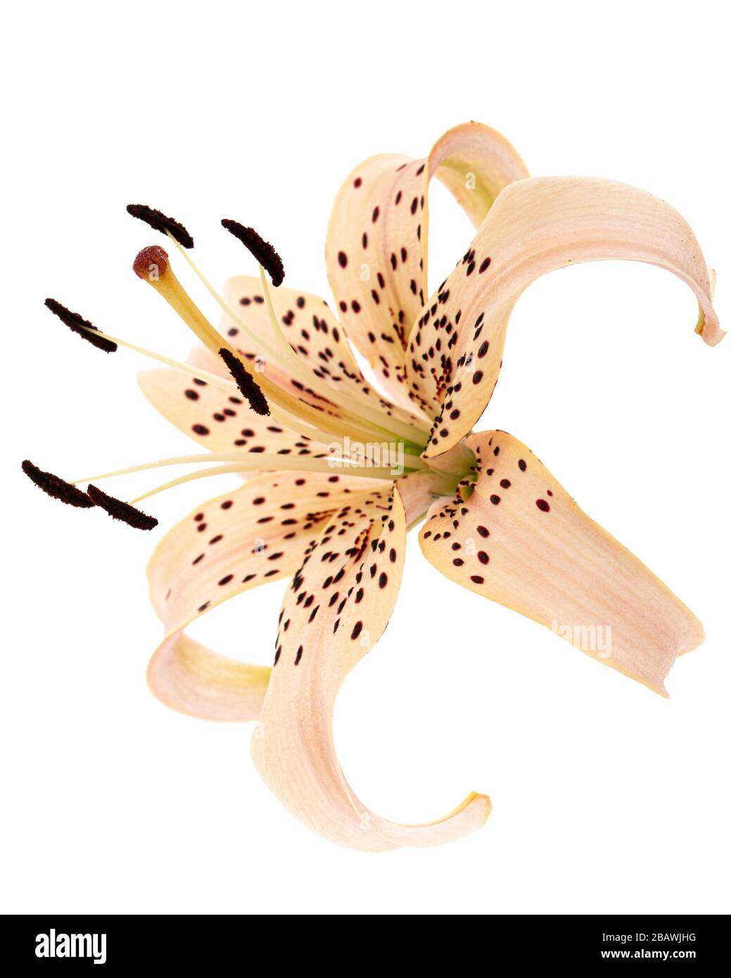 Flower of asian lily, isolated on white background Stock Photo - Alamy