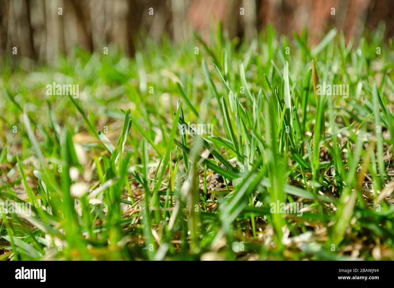 Fresh green grass closeup. Spring grass background Stock Photo - Alamy