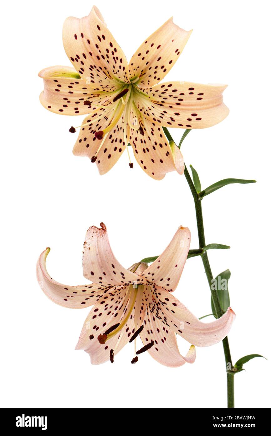 Flowers of asian lily, isolated on white background Stock Photo - Alamy